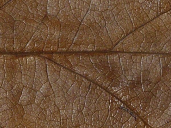 texture 0010 - Texturelib